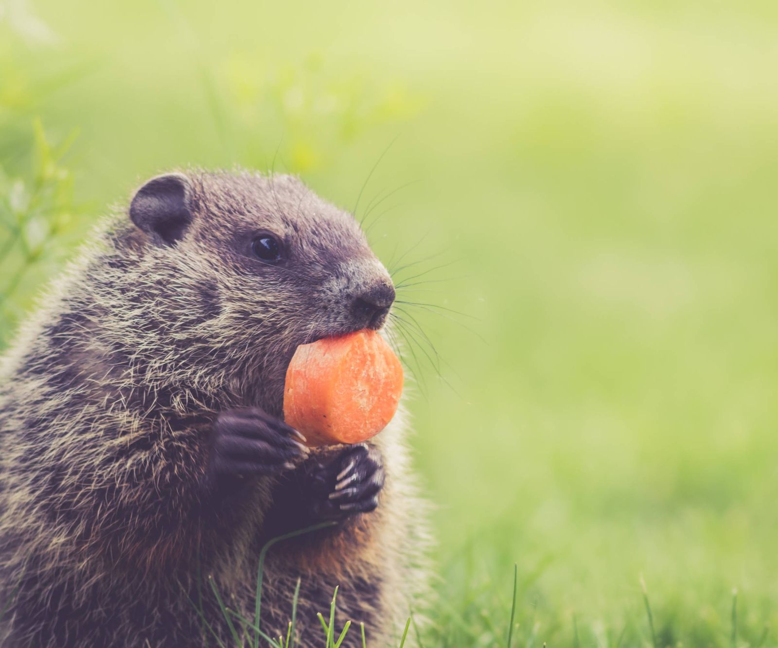 What Is Groundhog Day? Celebrate Groundhogs In Your Garden | Gardening ...