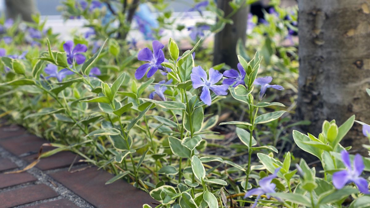 Best evergreen ground cover plants: low maintenance options | Homes and ...