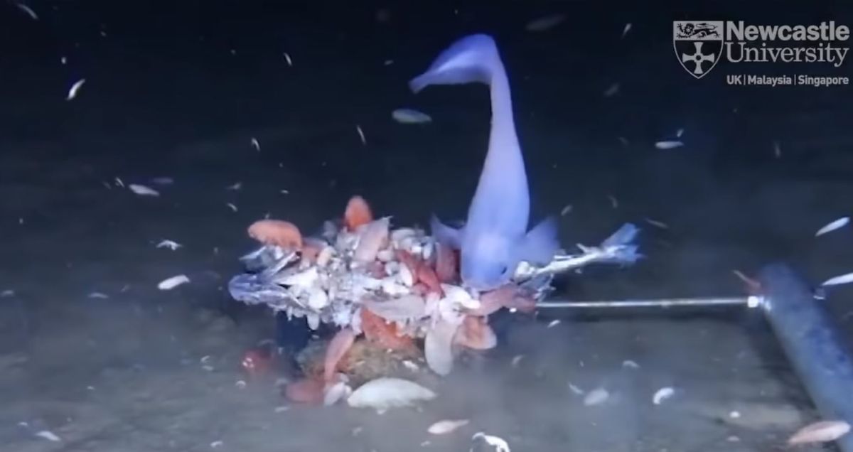 This Squishy Deep-Water Fish 'Melts' at the Ocean Surface (Video ...