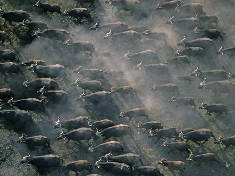 Beasts in Battle: 15 Amazing Animal Recruits in War | Live Science