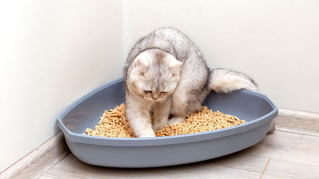 Why is my cat pooping outside the litter box? A vet's guide | PetsRadar