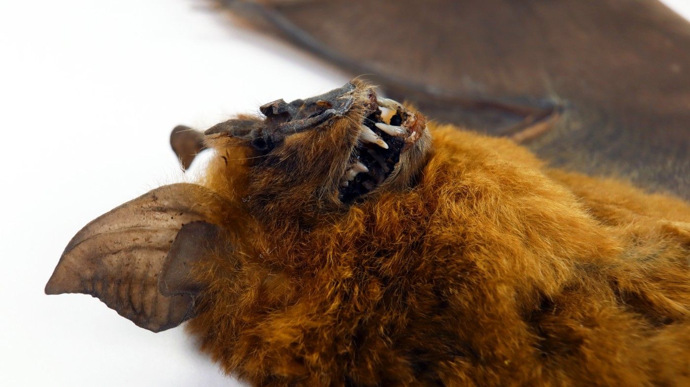 The 'frivolous' trade in taxidermied bats | The Week