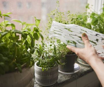 How often to water basil: expert advice for healthy herbs | Homes and ...