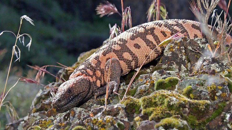 Gila Monster Photos: The Sluggish and Scaly Sweethearts of the American ...