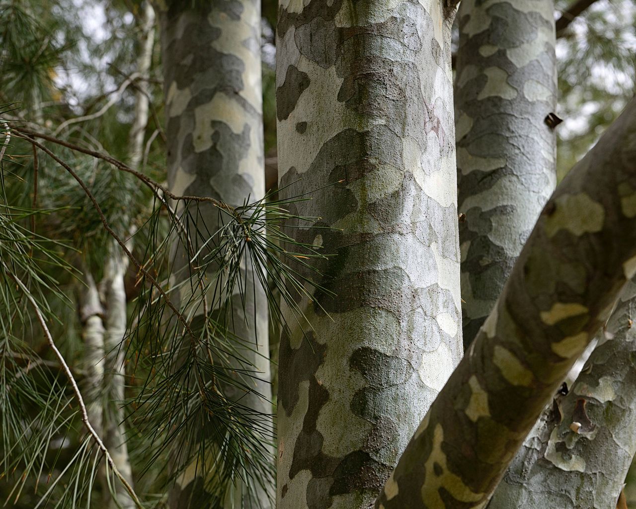 9 trees with white bark that make a statement in your plot | Gardeningetc