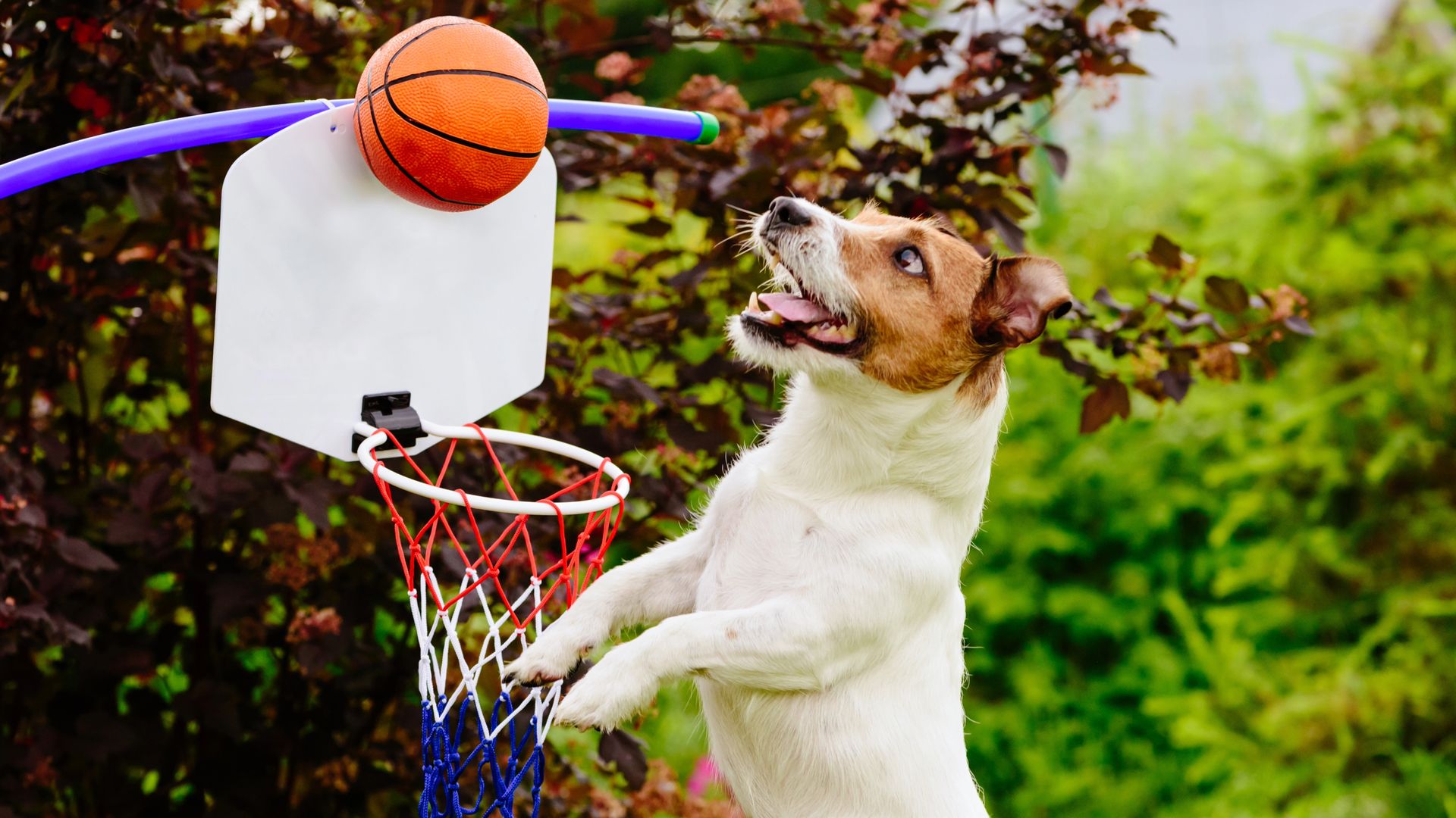 Looking for new ways to have fun with your pup? Here’s how to teach ...
