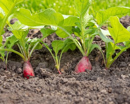 When to harvest radishes: simple tips for this root veg | Gardeningetc