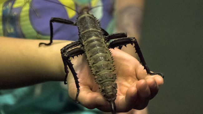 These insects keep evolving to look like sticks. Why? | Live Science