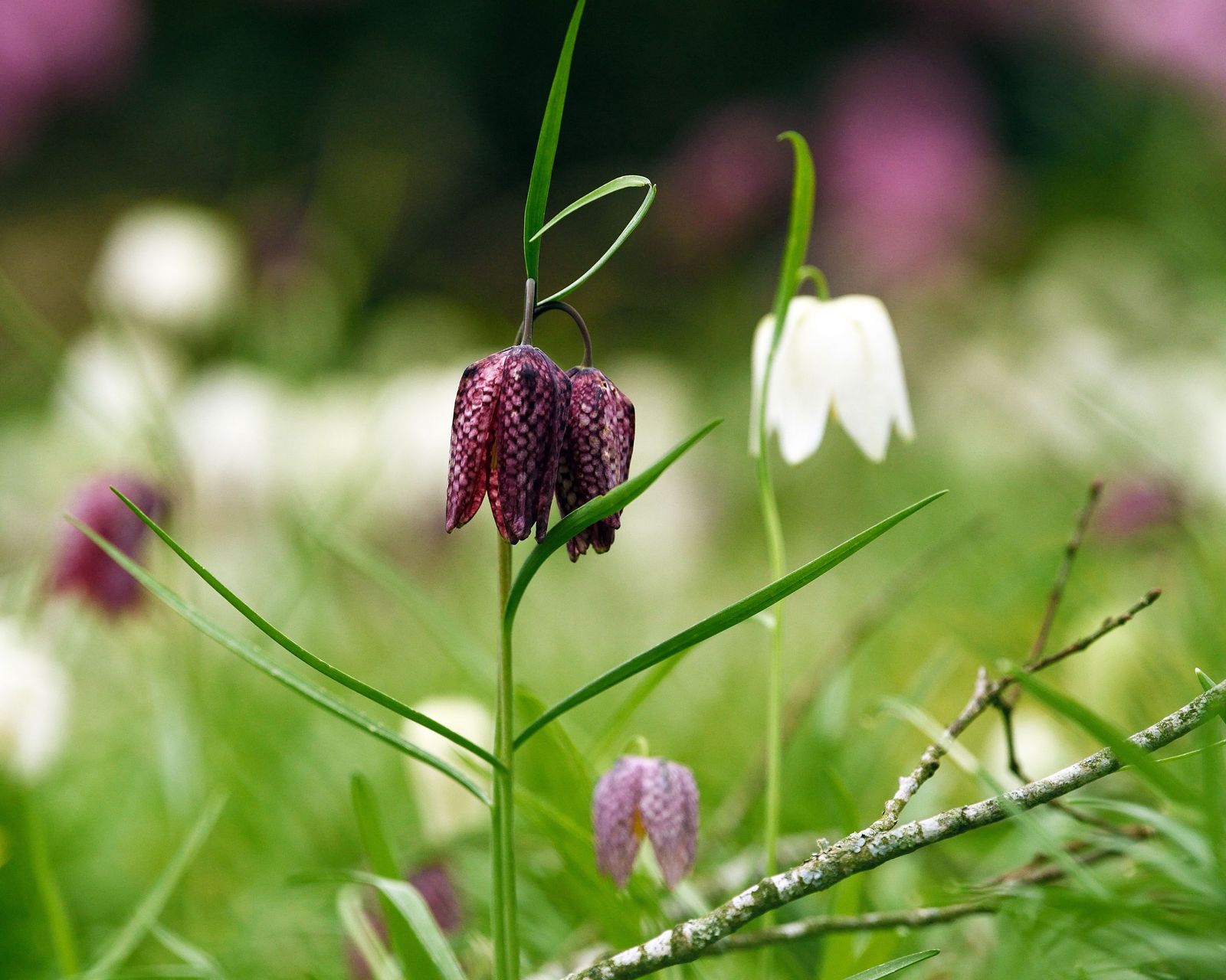 Best spring bulbs: 10 spring bulbs to grow, when and how | Homes and ...