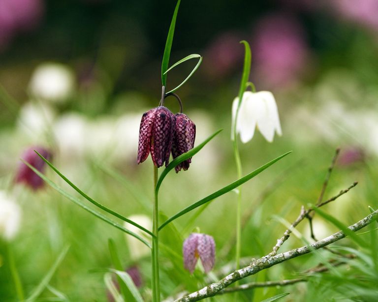 Best spring bulbs: 10 spring bulbs to grow, when and how | Homes and ...