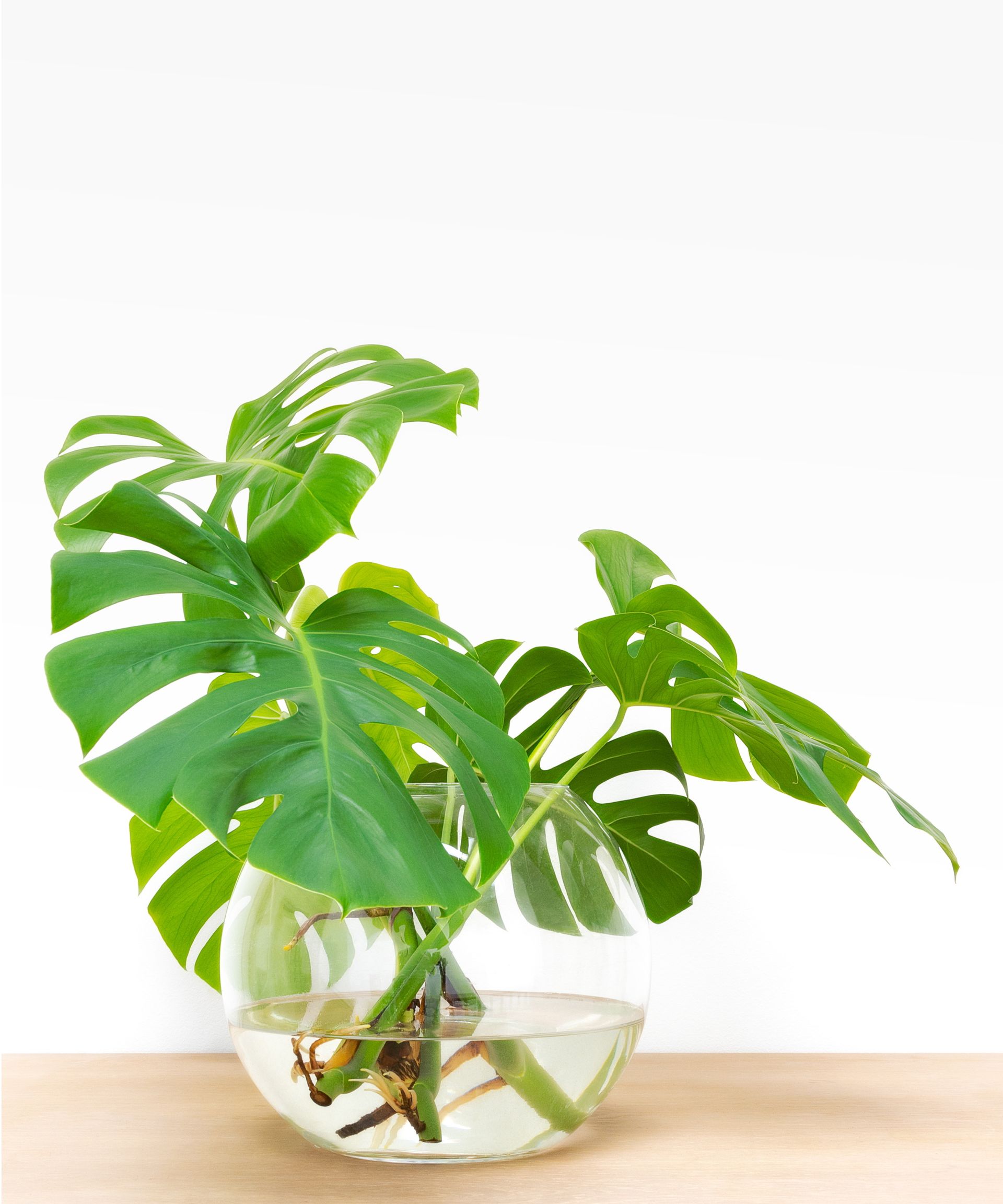 Can you grow a monstera in water? 5 simple steps to success | Homes and ...