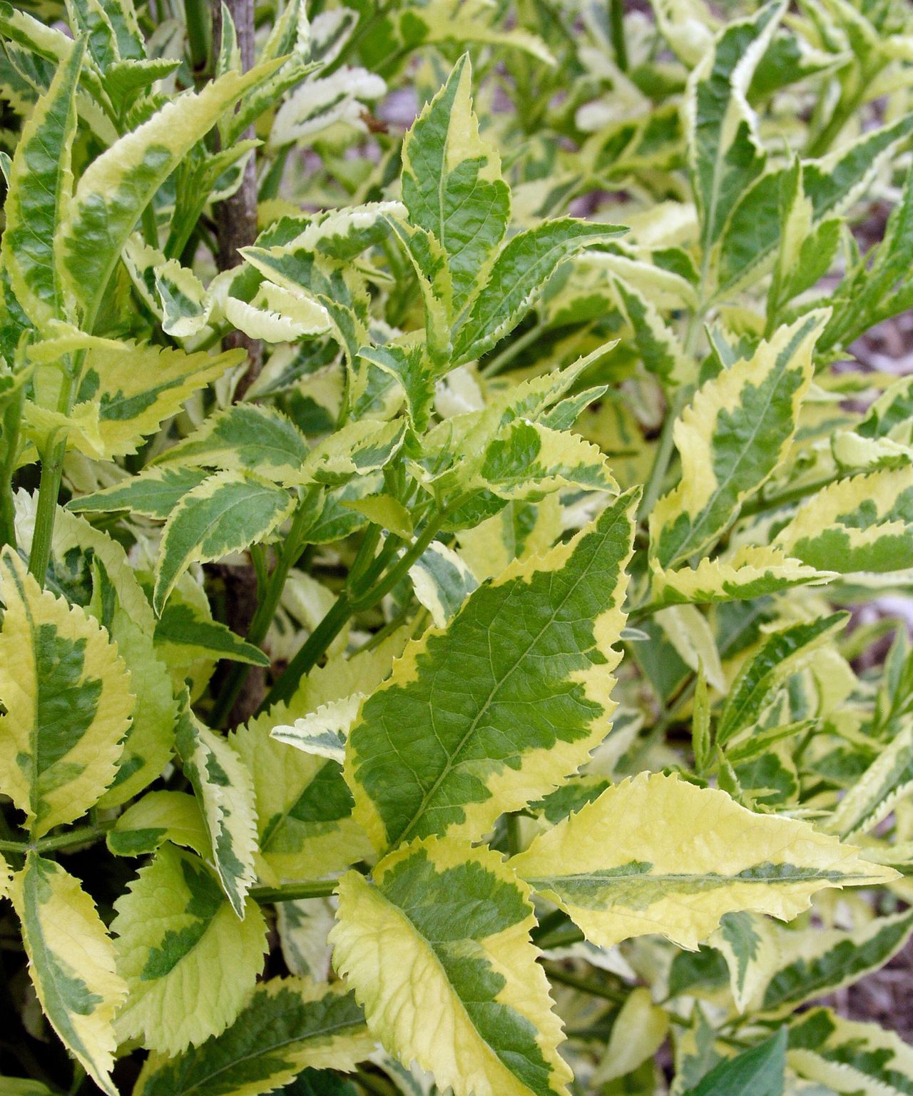 Elder care and growing guide: expert tips on sambucus | Homes and Gardens