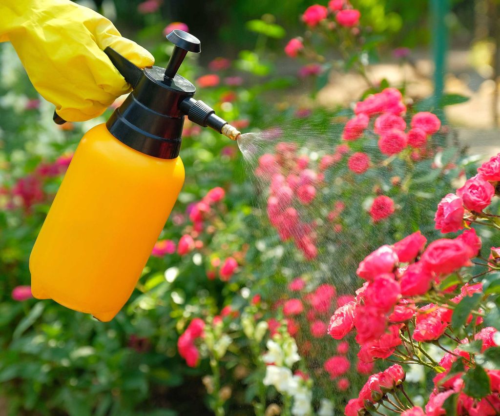 How to get rid of flying ants: 5 ways to be rid of swarming pests ...