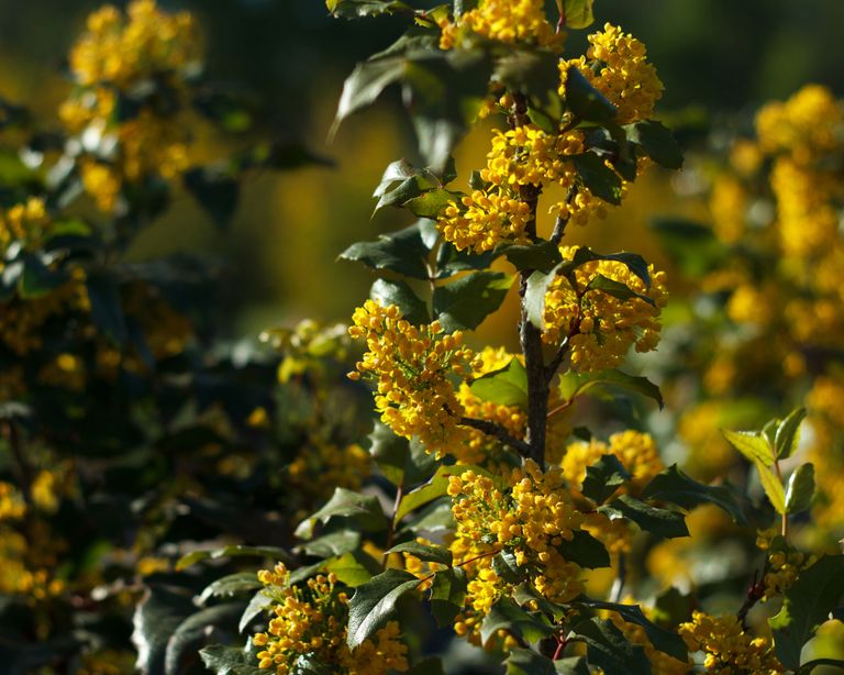 Best shrubs for shade: 13 options for full or partial shade