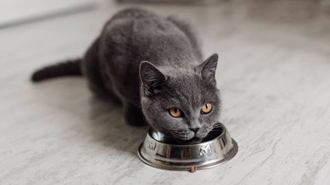 Best wet cat food 2024 to keep your kitty full and hydrated | PetsRadar
