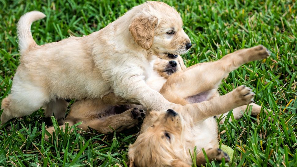 Dog Play Fighting: The good, the bad, and the ugly! | PetsRadar