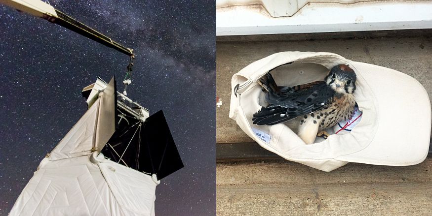 Confused Baby Falcon Rescued from Inside Balloon Telescope | Space