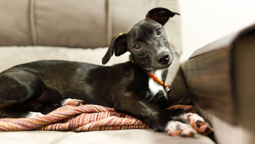 Why do dogs tilt their heads? | Live Science