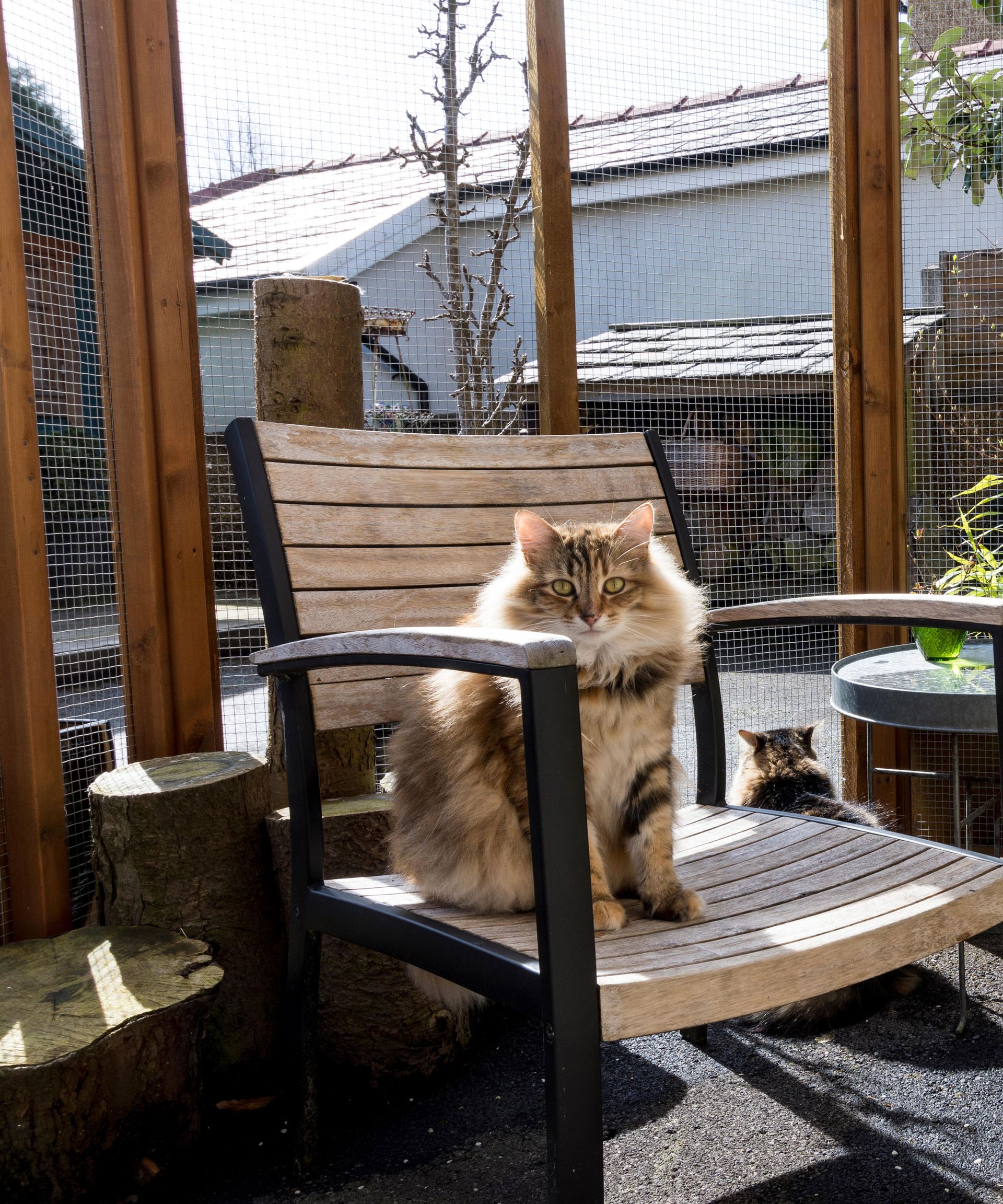 How to protect garden birds from cats: 6 ways | Homes and Gardens