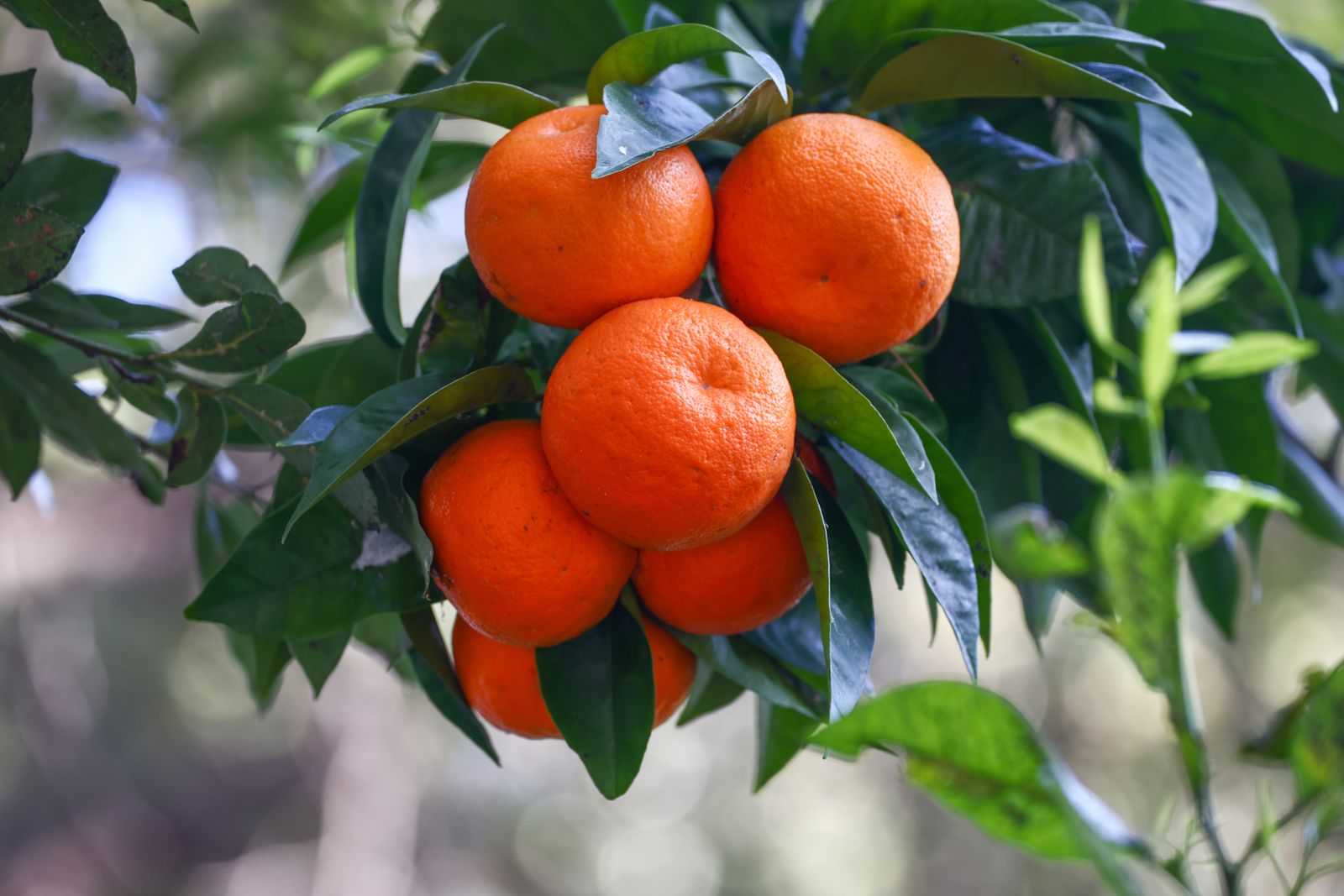 8 Fruits to Plant in April for a Tasty Home-Grown Harvest | Livingetc
