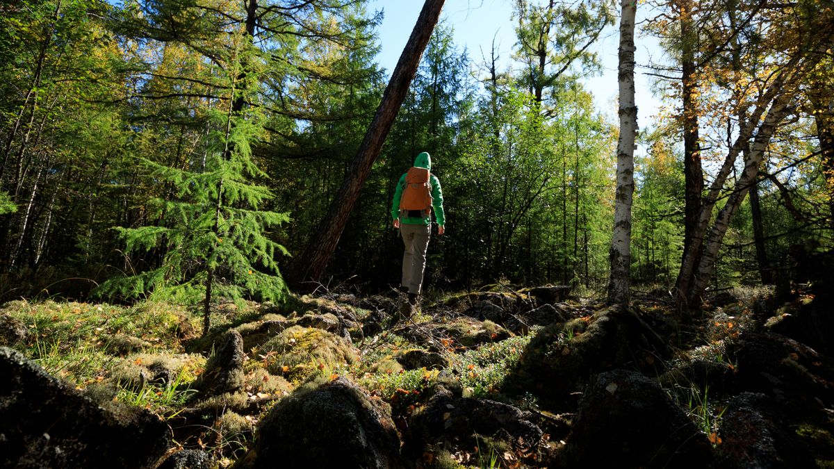 How to hang a bear bag: two simple methods for securing food | Advnture