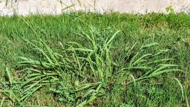 When does crabgrass die? What you need to know about the weed's life ...