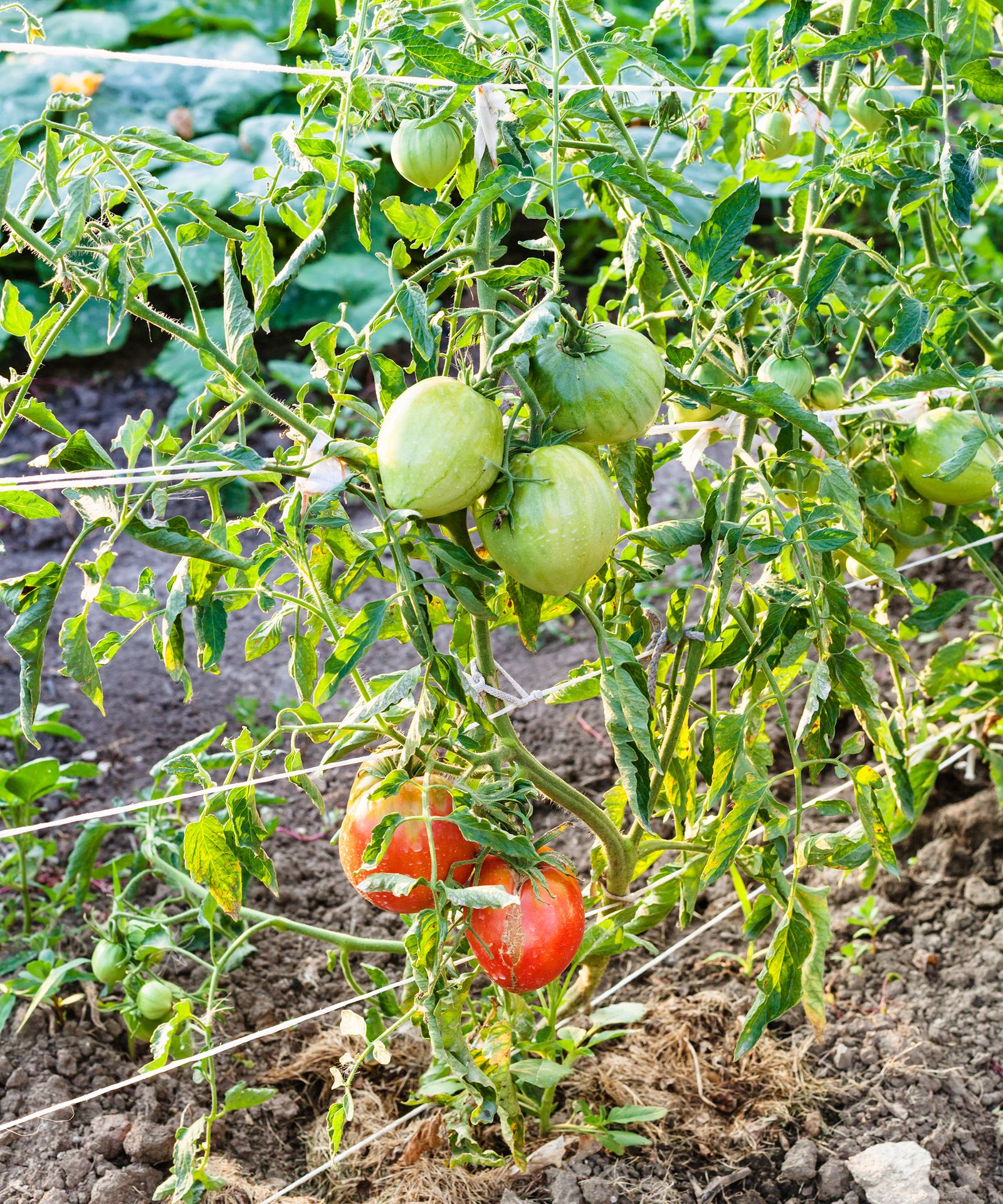 Florida Weave For Tomatoes – The Easiest Way To Trellis | Gardening ...