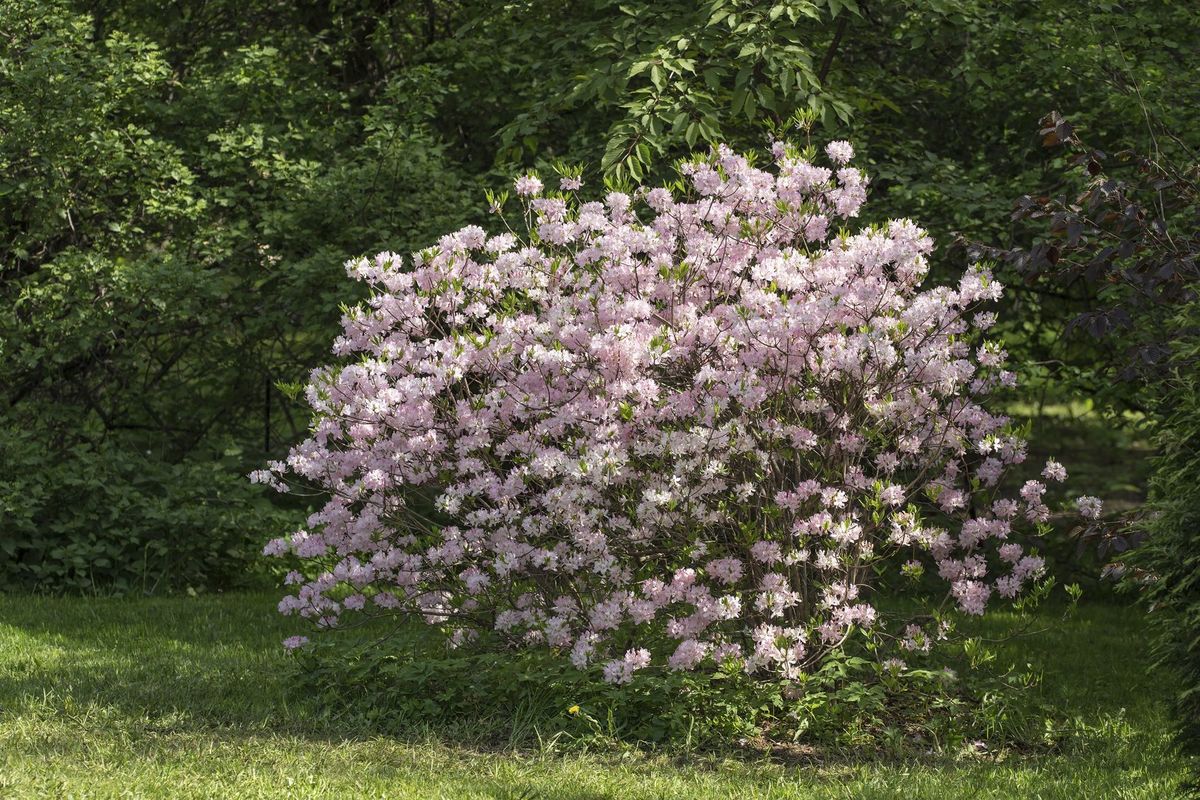 Rhododendrons For Cold Climates: Choosing Zone 4 Rhododendrons ...