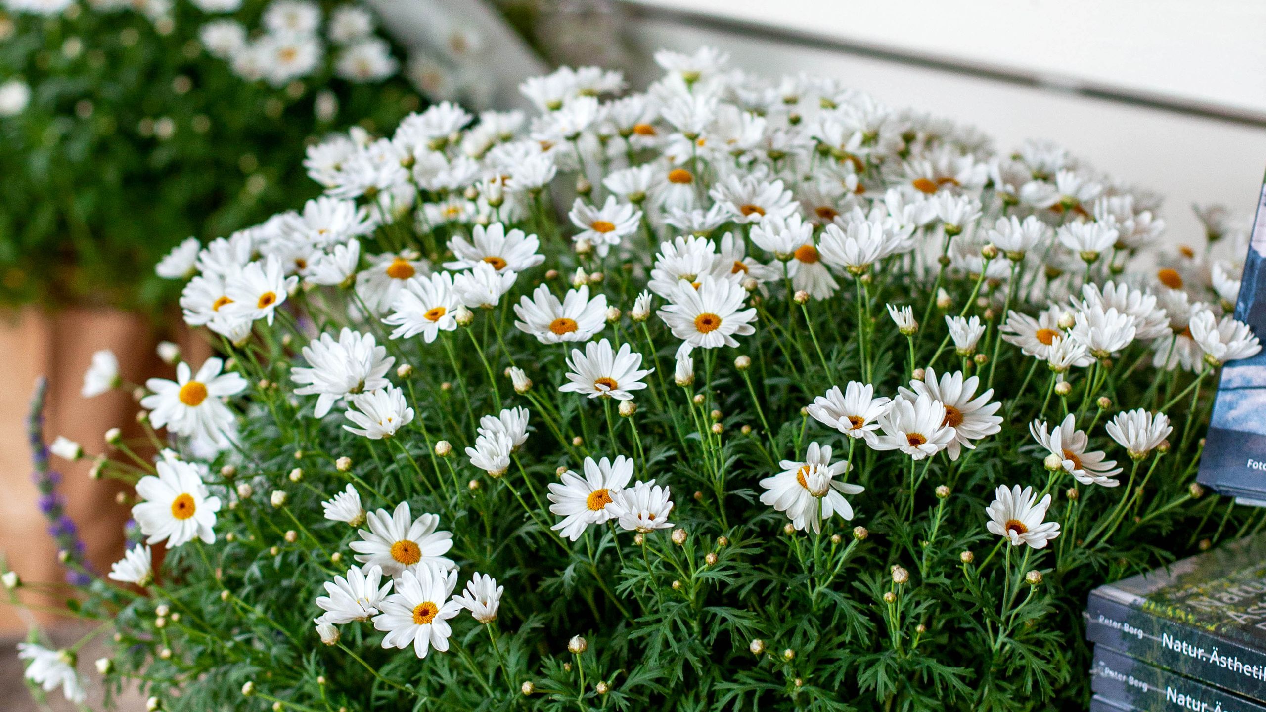 Trending: Daisy flower trees are the latest Instagram craze | Livingetc