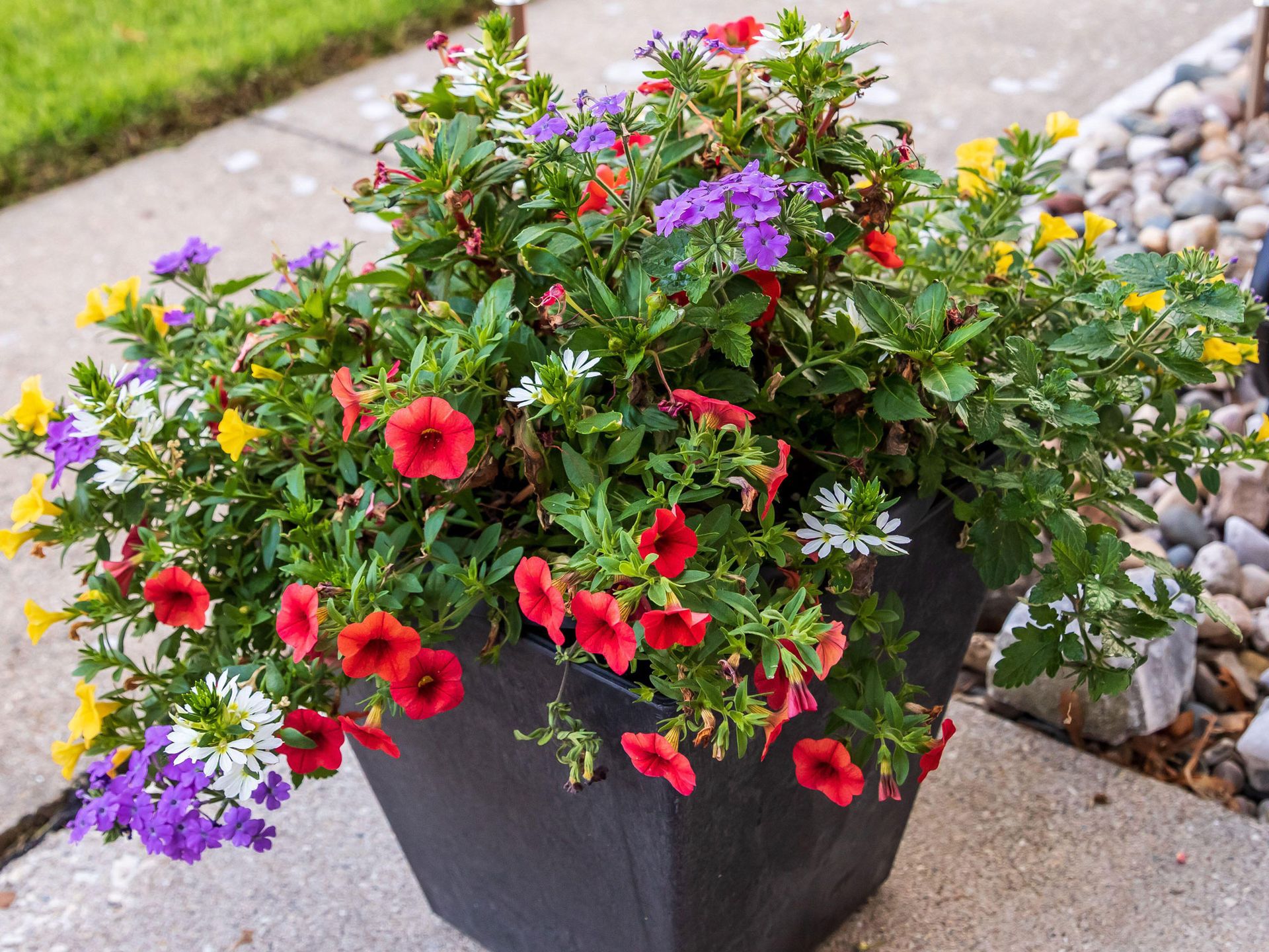 10 best color combinations for flower pots for | Livingetc