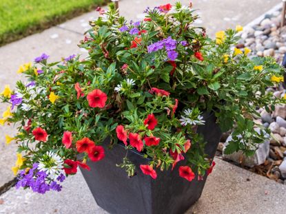 10 best color combinations for flower pots for | Livingetc