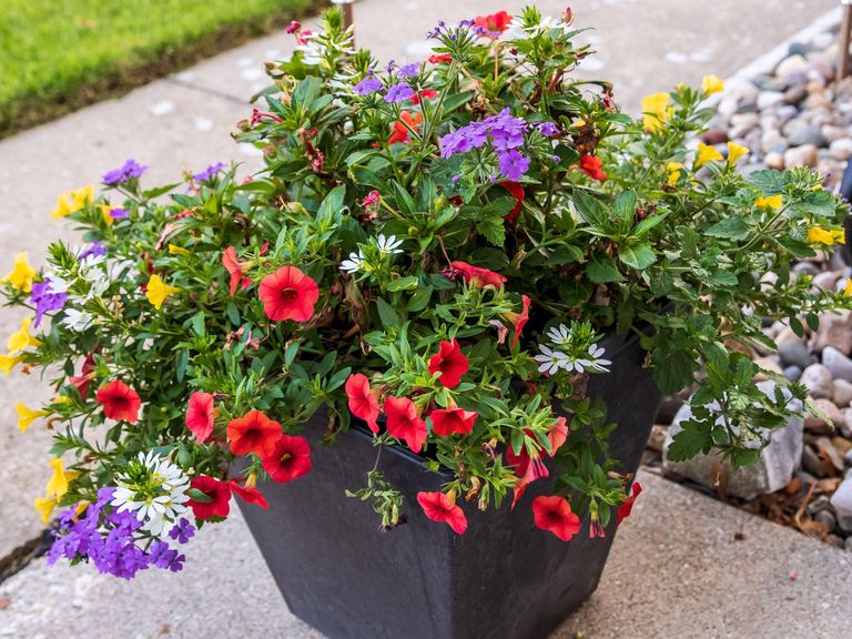 10 best color combinations for flower pots for | Livingetc
