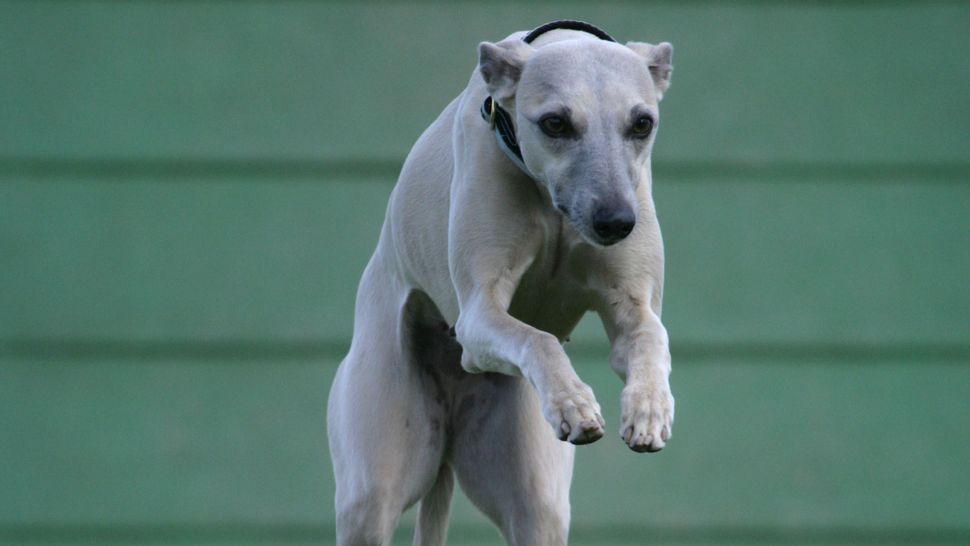 Highest jumping dogs: 20 that can reach impressive heights | PetsRadar