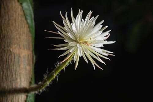 1st time-lapse of rare moonflower blooming is stunning | Live Science
