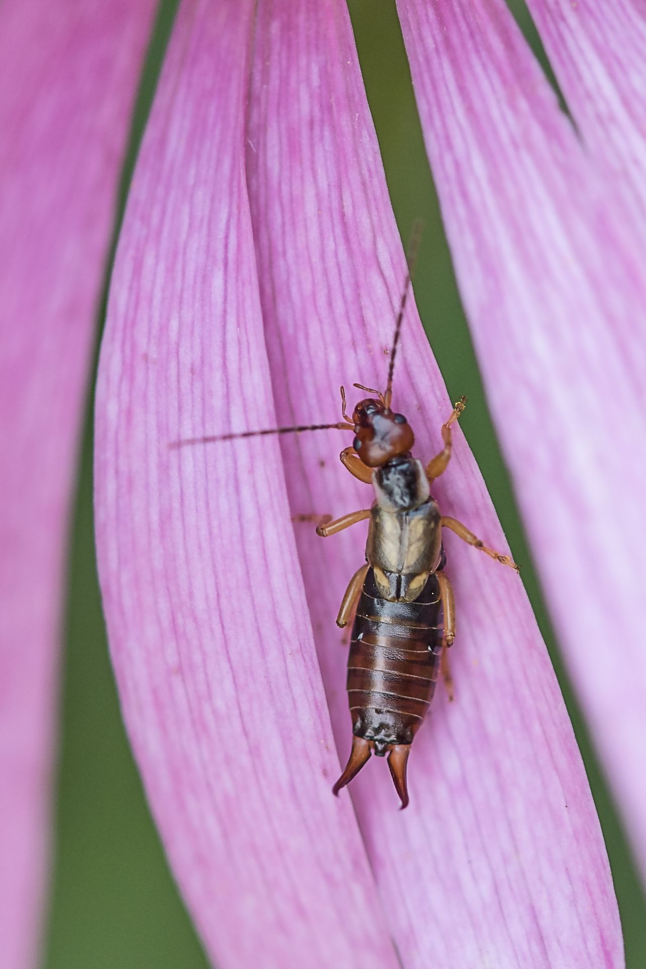 5 beneficial garden insects to encourage into your backyard | Livingetc