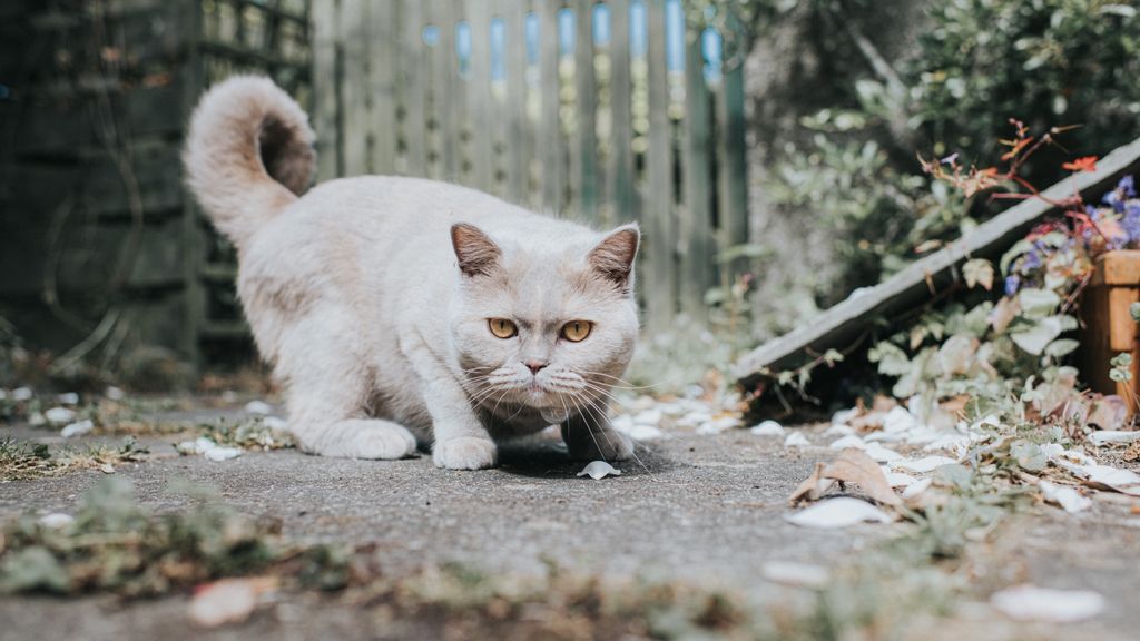 10 signs of an aggressive cat | PetsRadar