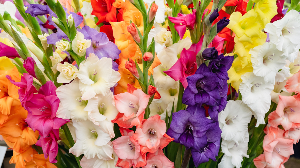 7 bulbs to plant in March for the best summer blooms | Tom's Guide