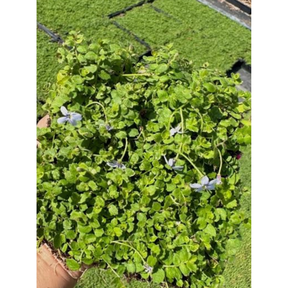 17 Grass Alternatives That Are Easy to Maintain | Livingetc