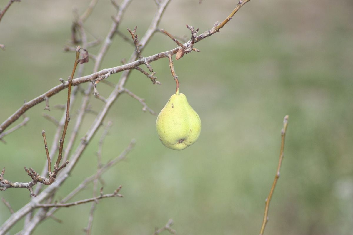 Reasons For Sparse Leaves On Pear Tree - Why A Pear Tree Has Small ...