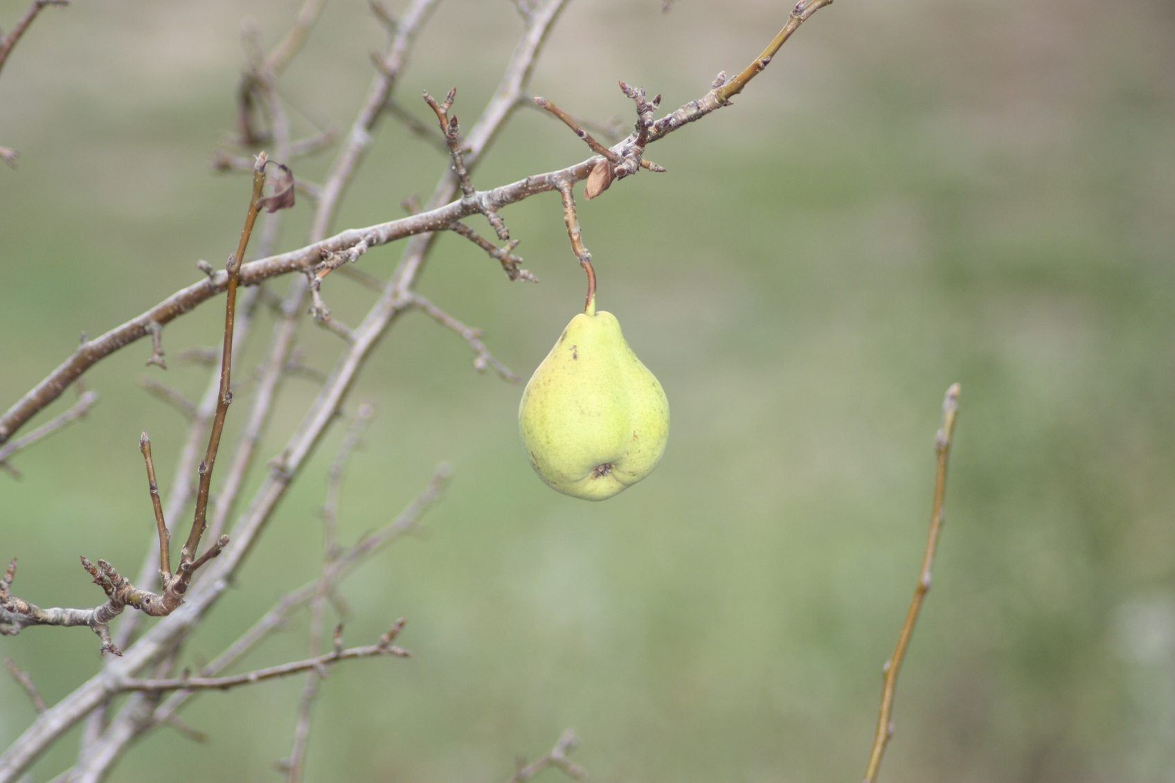 Reasons For Sparse Leaves On Pear Tree - Why A Pear Tree Has Small ...