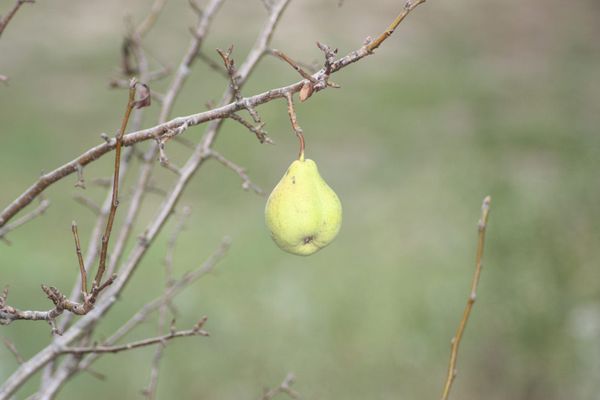 Tips & Information about Pear Trees | Gardening Know How