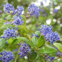 California Lilac is the Colorful Privacy Hedge to Know | Livingetc