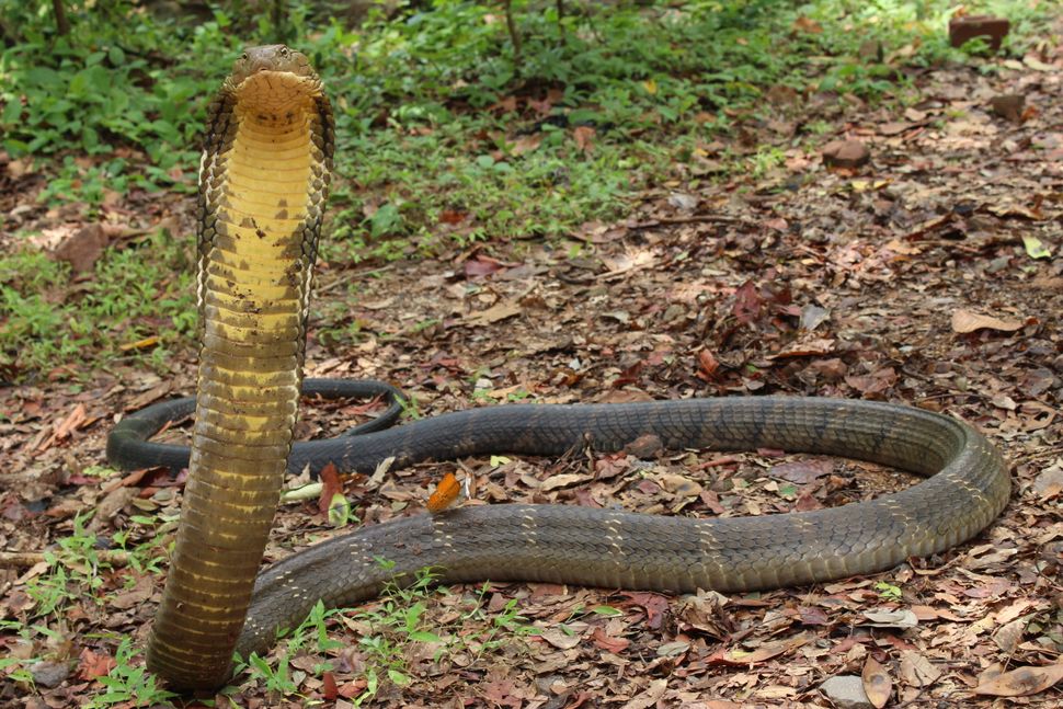 King cobra mystery that's puzzled scientists for 188 years finally ... King cobra mystery that's puzzled scientists for 188 years finally ...