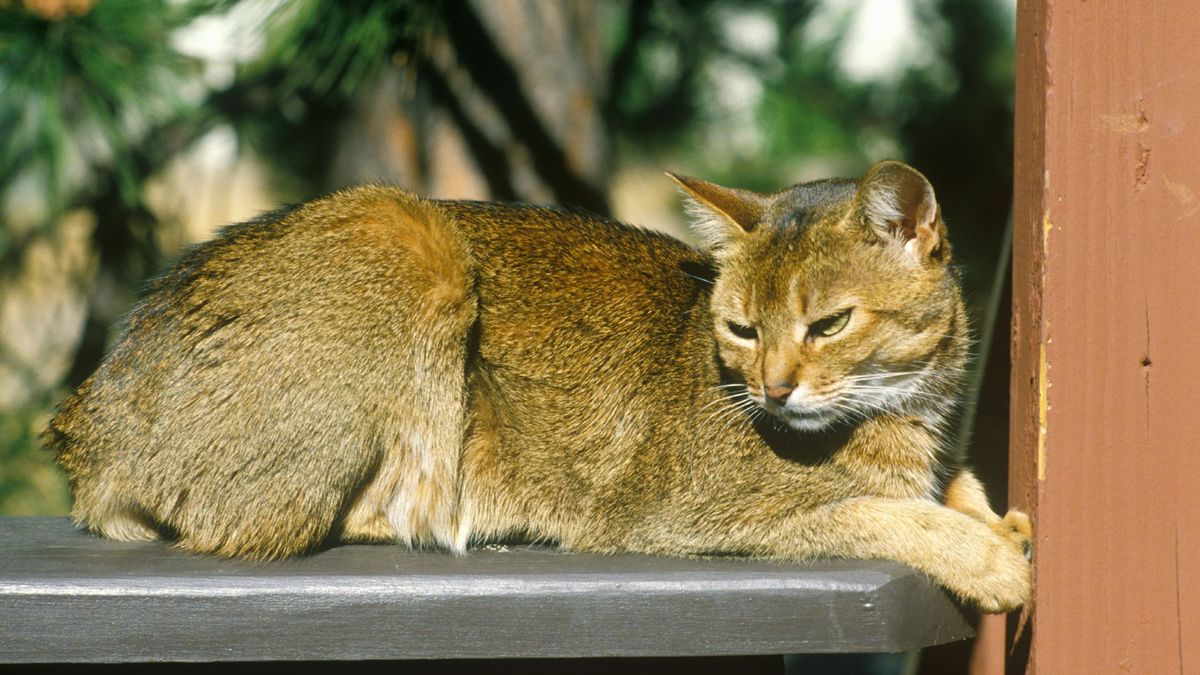 32 easiest cat breeds to train | PetsRadar