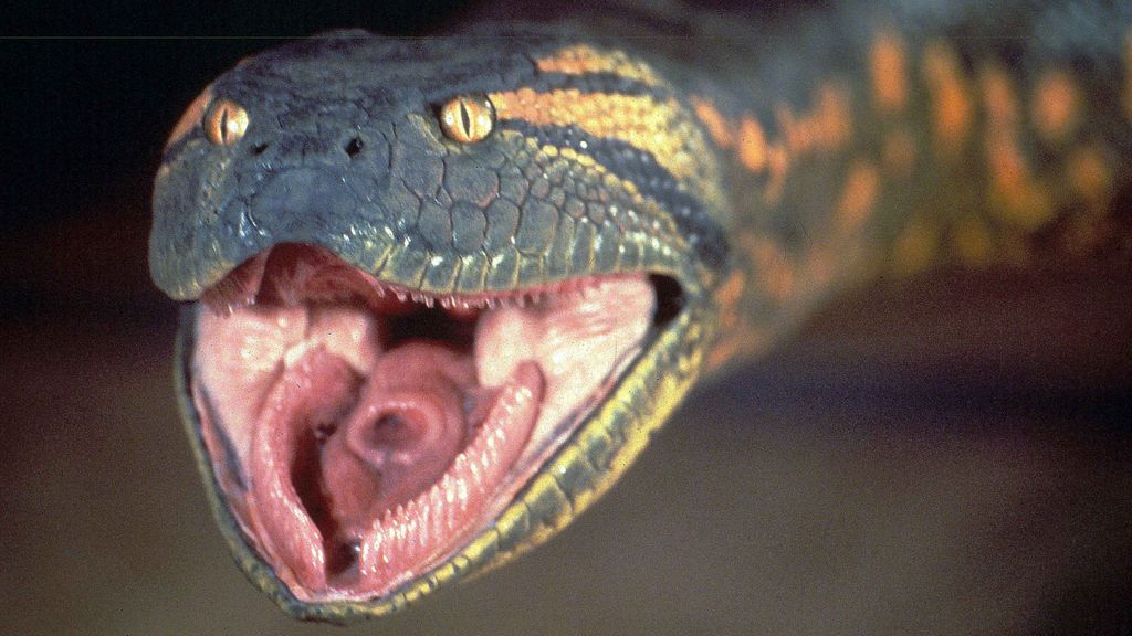 Anaconda: release date, cast and everything we know | What to Watch