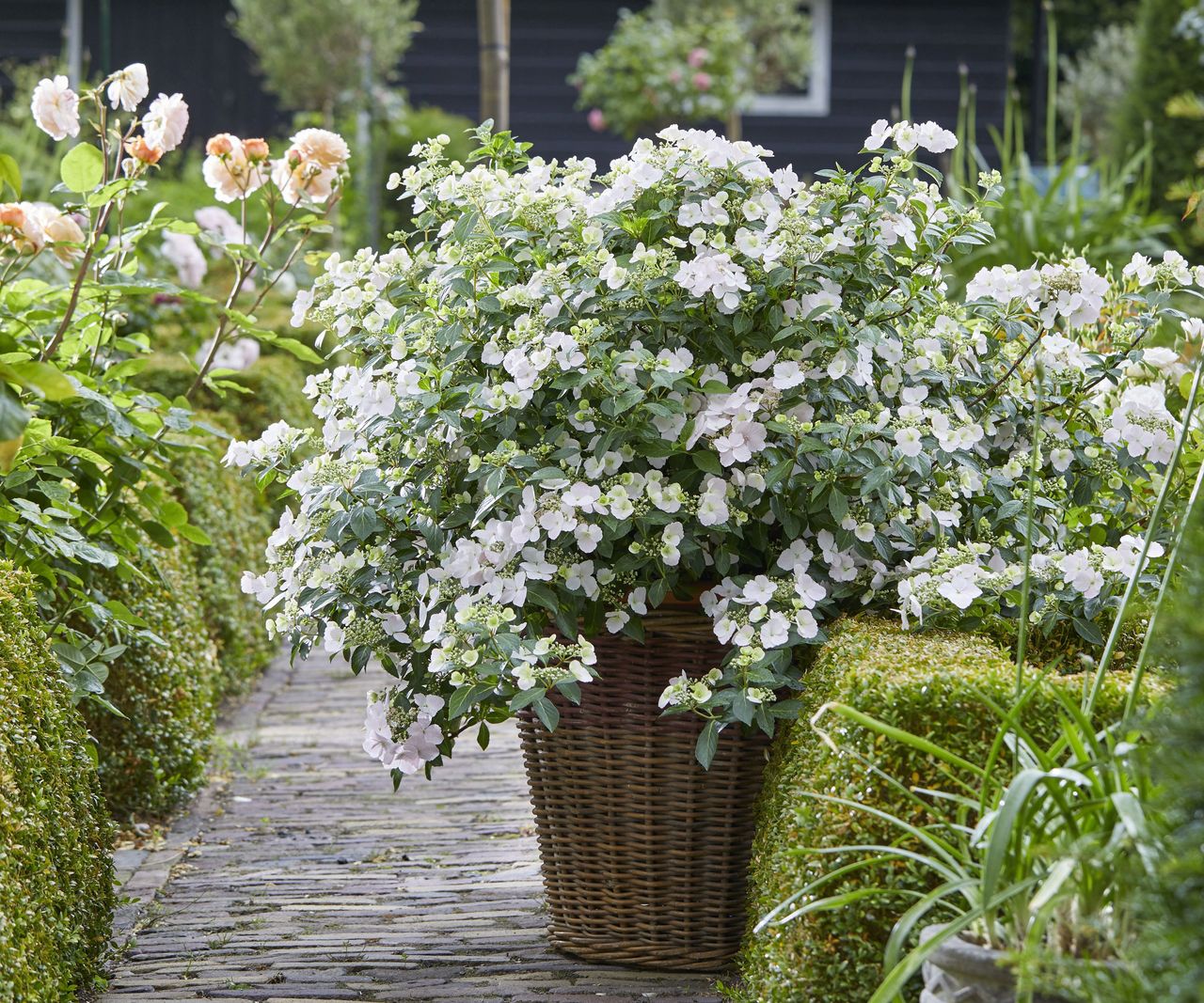 Best hydrangea varieties: 15 great flowering shrubs to try | Homes and ...