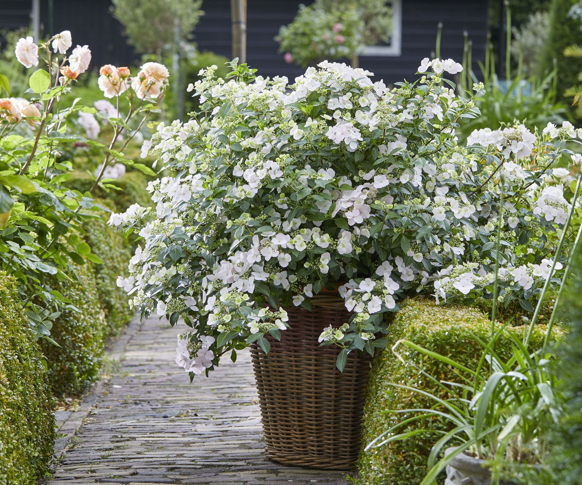 Best hydrangea varieties: 15 great flowering shrubs to try | Homes and ...