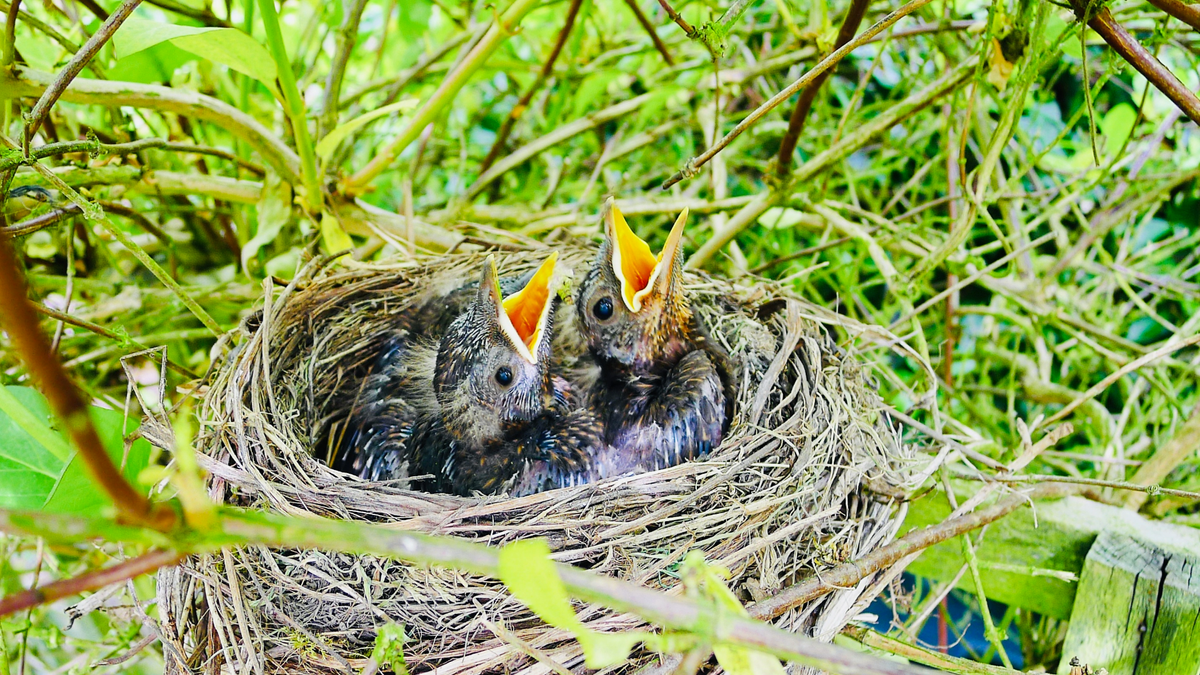 11 ways to attract more birds to your garden (and help nature thrive ...
