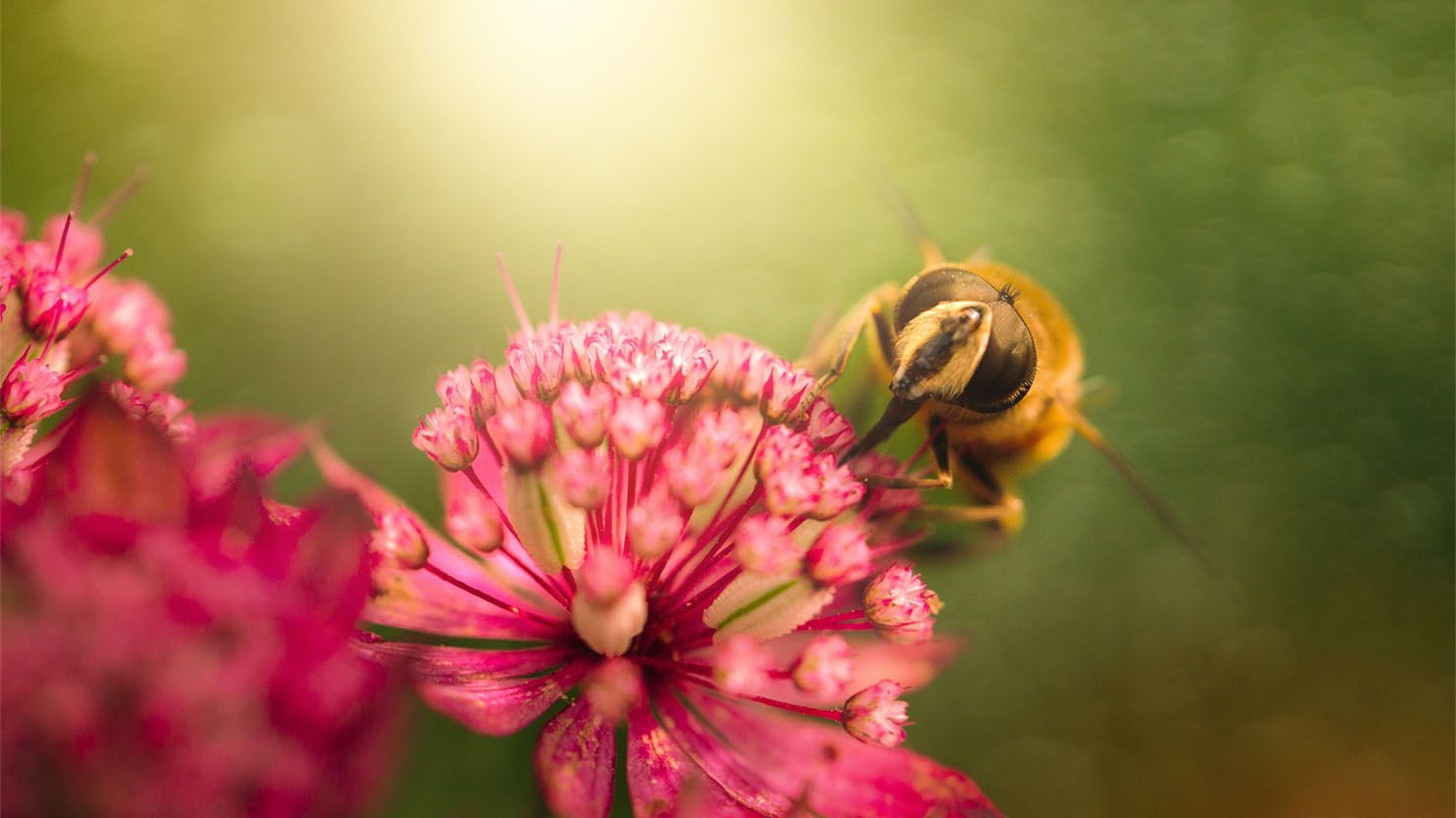 10 quick steps for photographing creative macro masterpieces | Digital ...