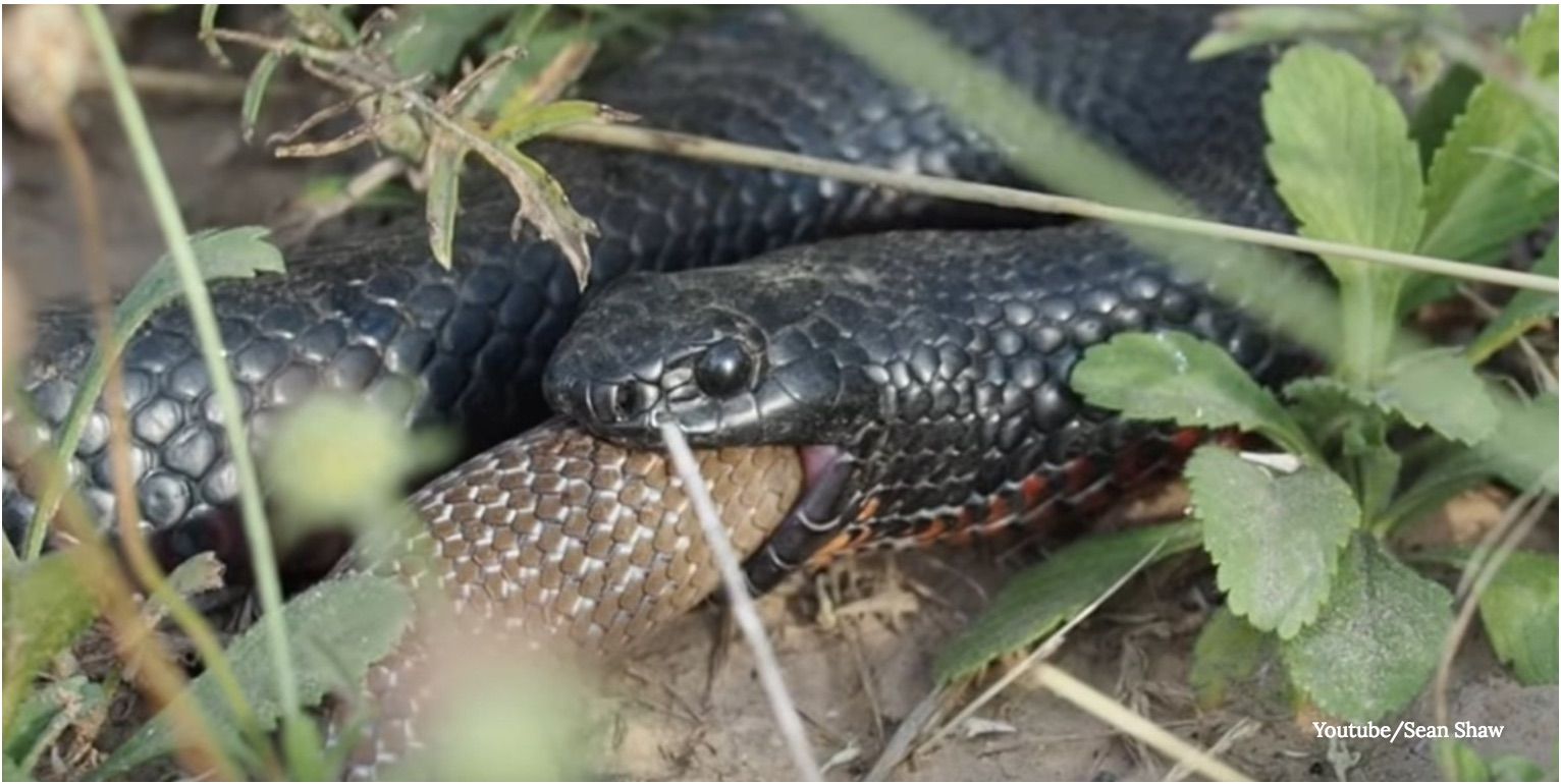 Snake vs. Snake: Video Captures Aussie Reptiles Dueling to the Death ...